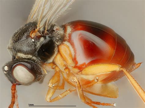 Diastrophus Kinkaidii Waspweb