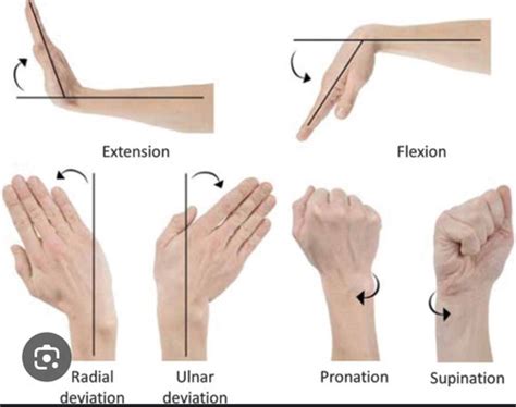 Forearm Muscles Innervation Vasculature And Joints Flashcards Quizlet