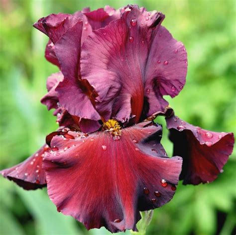 Red Iris