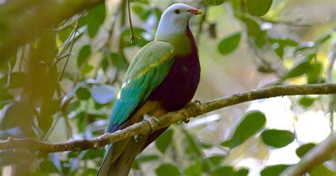Un Fragmento Congelado De Genoma Enturbió La Evolución De Las Aves