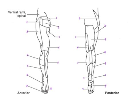 Sensory Nerve Distribution Lower Extremity Pns Quiz