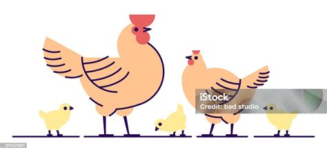 치킨 가족 플랫 벡터 그림입니다 고립 된 오렌지 수탉 암탉과 노란색 귀여운 병아리 헤네리 가금류 농장 윤곽이 있는 조류 사육