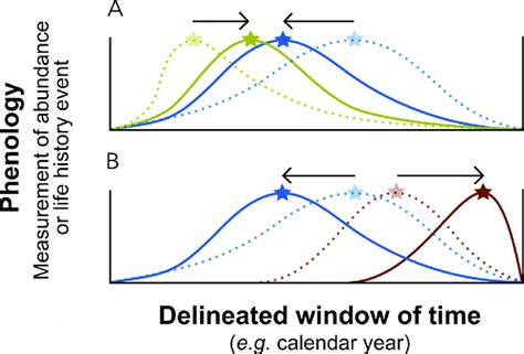 Community Interactions Shape Phenological Variation Within Bounded