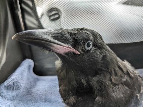 Raven Fledgling Rescue R Australianbirds