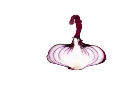 Half Circle Shape Pngs For Free Download