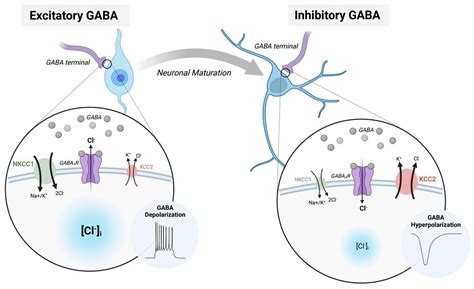 Frontiers A Paradoxical Switch The Implications Of Excitatory