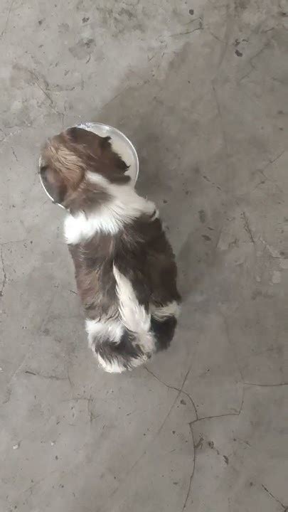 Shortvideo Viral Shorts Youtube