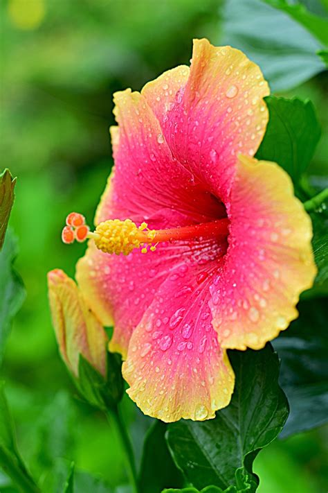Hibisco Flor Planta Foto Gratis En Pixabay Pixabay