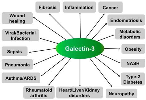 Galectin 3 Targeting Drugs In Various Diseases Encyclopedia Mdpi