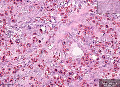 Question About Using QuPath Script To Detect Cells Image Analysis Image Sc Forum