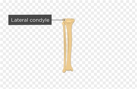 Lateral Condyle Of Tibia Fibula Medial Anatomy Png Image Pnghero