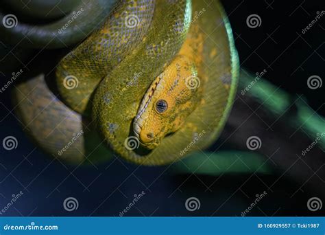 Green Tree Python On Branch Of Tree Stock Image Image Of Green Cape