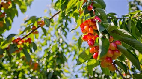 15 Fruit Trees That Thrive In Florida Gardens