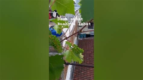 Pohon sehat, berbuah lebat #tabulampotanggur #anggurjupiter #anggurberbuah - YouTube