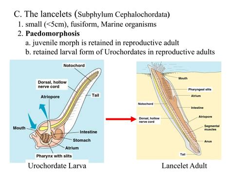 Ppt Chordates Phylum Chordata Tunicatessea Squirts Urochordata