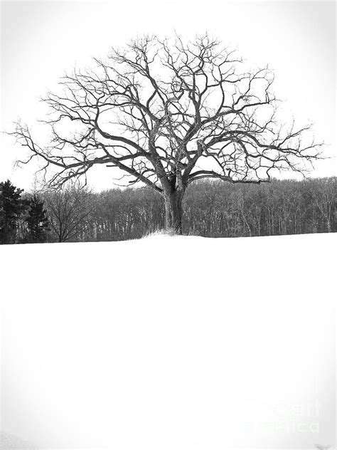 Standing Tall Photograph By Brittany Mcgillis Fine Art America