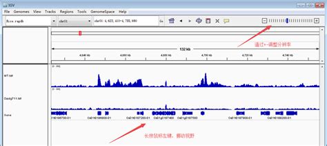 Chip Seq Dap Seq Atac Seq Cutandtag结果可视化 Igv使用攻略 武汉爱基百客生物科技有限公司