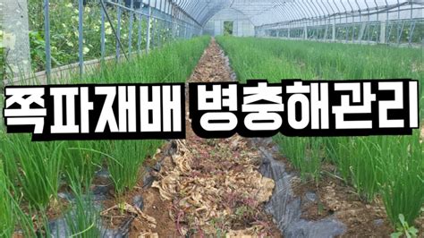 쪽파재배 고수는 이제 심었어요 농장한바퀴 쪽파 병충해방제 Youtube