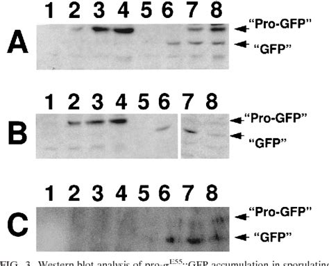 table 1 from bacillus subtilis mutant sige transcription factor in wild