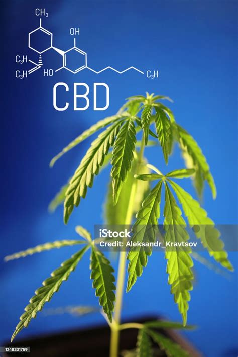 파란색 배경에 Cbd 공식의 대마초 이미지 의료 대마초 개념 Cbd 칸 나비 디올 공식 과학 연구 마리화나 대마와 녹색 간자의 주제 사진 파란색 배경 이미지 가축에 대한