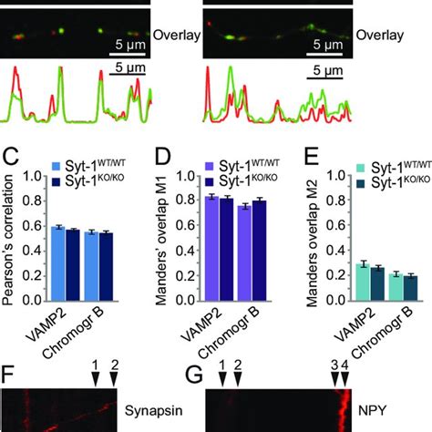Tomosyn Is Distributed In A Combined Diffuse And Punctate Pattern In