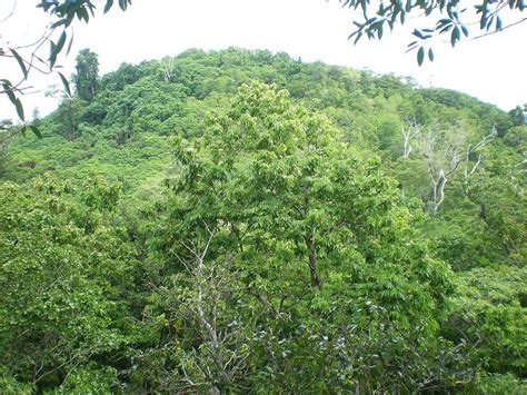 Samoan Tropical Moist Forests One Earth