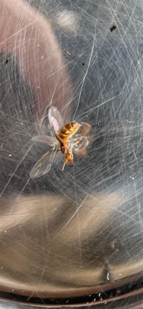 Flying Ant Or Termite Rinsects