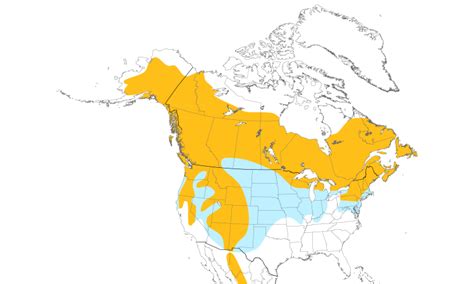 Dendroica Canada Northern Goshawk Accipiter Gentilis