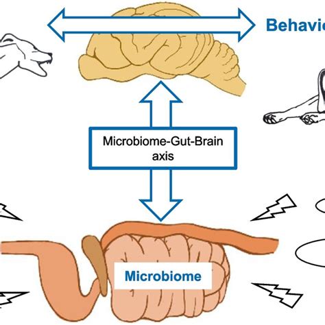 An Overview Of The Microbiome Gut Brain Axis And Its Correlation With Download Scientific