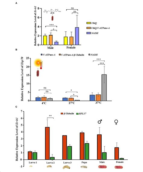 Validation Of The Recommended Reference Genes The Relative