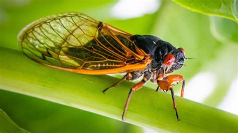 The Cicadapocalypse Is Nigh 7 Cicada Facts To Know Before It Hits