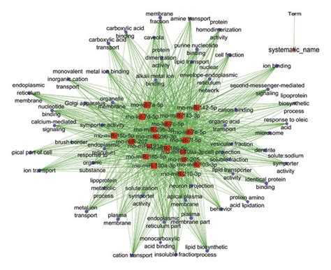 Regulation Of Dhi On Mirna Through The Immunopathology Miscript Mirna Download Scientific