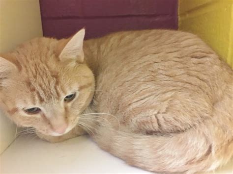 simba 0 talbot humane