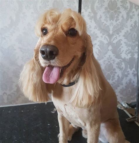 20 Best Cocker Spaniel Haircuts For Your Puppy The Paws