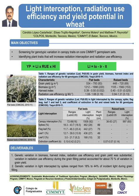 Pdf Light Interception Radiation Use Efficiency And Yield Potential In Wheat