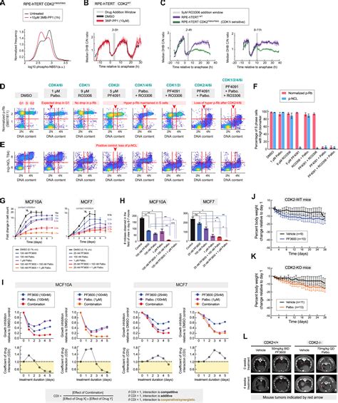 Rapid Adaptation To Cdk2 Inhibition Exposes Intrinsic Cell Cycle Plasticity Cell