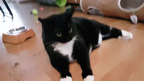 Another Great Day For Roxy To Just Being A Lazy Cat And Enjoying Catnip Youtube