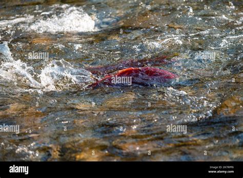 Splashing Water And Sockeye Salmon In The Adams River Swimming Upstream As Part Of The Massive