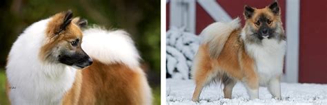 Scarlet X Bubbie Spring 2025 Vali Icelandics