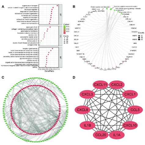 Functional Enrichment Analysis And Protein Protein Interaction Ppi