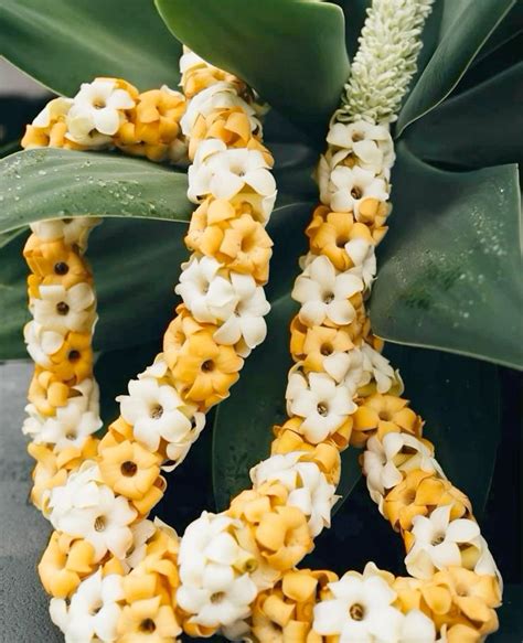 White And Yellow Puakenikeni Lei Pakalana Flower Lei Hawaiian Lei