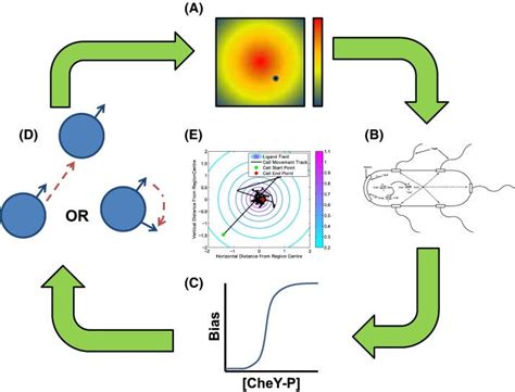 Understanding The Link Between Single Cell And Population Scale