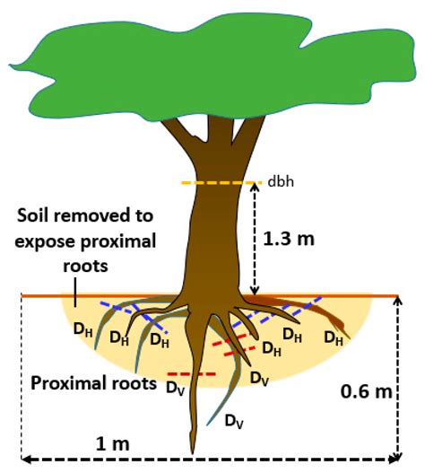 Tree Root System Diagram