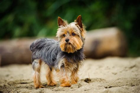 Meet The Breed Yorkshire Terrier