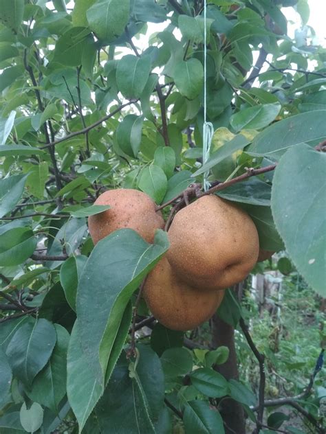 Atago Pear General Fruit Growing Growing Fruit
