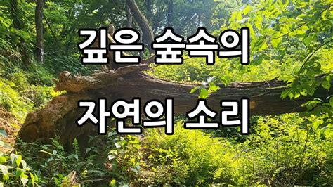 깊은 숲속의 자연의 소리 새소리 바람소리 Youtube