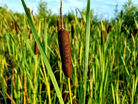 Lesser Reedmace British Flora