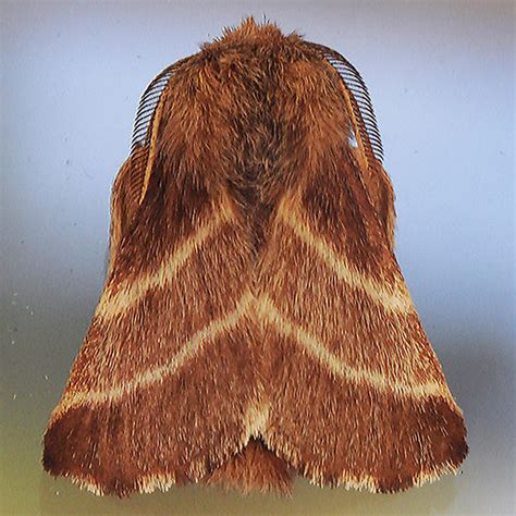 Unknown Moth Malacosoma Americana Bugguidenet