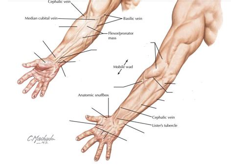 Forearm Topography Diagram Quizlet