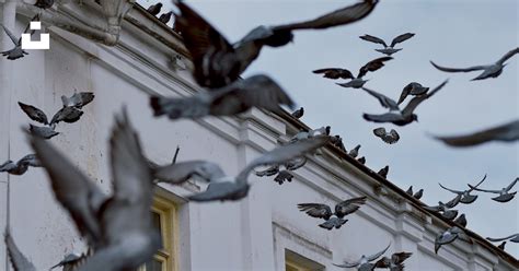 건물 위로 날아가는 새 떼 사진 Unsplash의 무료 라슈트 이미지